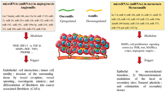 An Overview of the Role of MicroRNAs on Carcinogenesis: A Focus on Cell ...