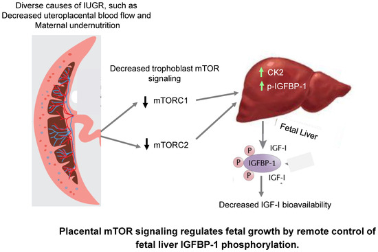 Placental Remote Control of Fetal Metabolism: Trophoblast mTOR ...