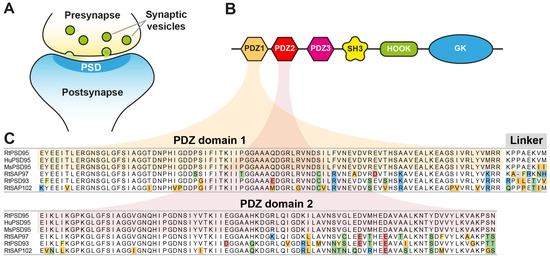 Simple and Highly Efficient Detection of PSD95 Using a Nanobody and Its ...