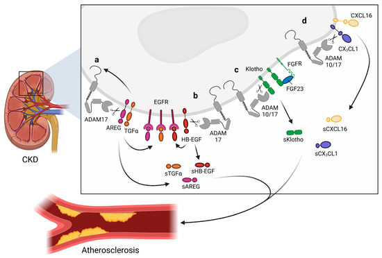 ADAM10 and ADAM17, Major Regulators of Chronic Kidney Disease Induced ...