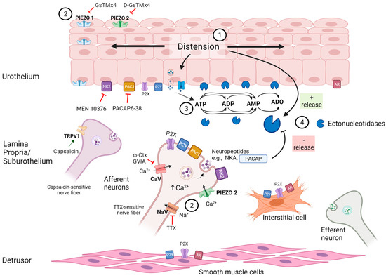 IJMS | Free Full-Text | Sensory Neurons, PIEZO Channels and PAC1 Receptors Regulate the ...