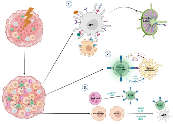 IJMS | Free Full-Text | Harnessing the Immunological Effects of ...