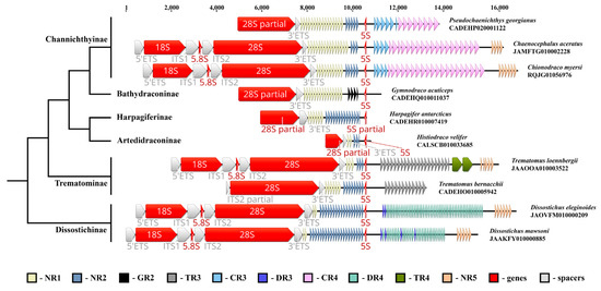 Single Copies of the 5S rRNA Inserted into 45S rDNA Intergenic Spacers ...