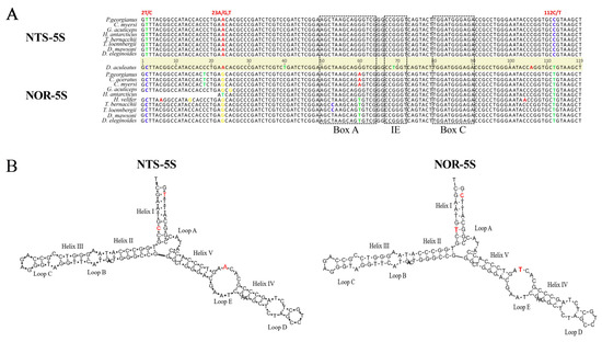 Single Copies of the 5S rRNA Inserted into 45S rDNA Intergenic Spacers in the Genomes of ...