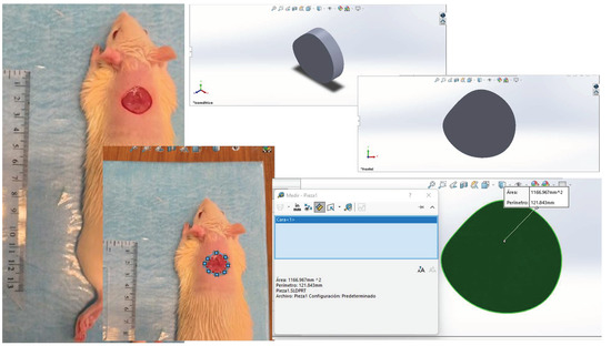 Characterization and In Vivo Assay of Allantoin-Enriched Pectin ...