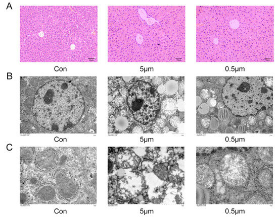 Polystyrene Microplastics Induce Oxidative Stress in Mouse Hepatocytes ...