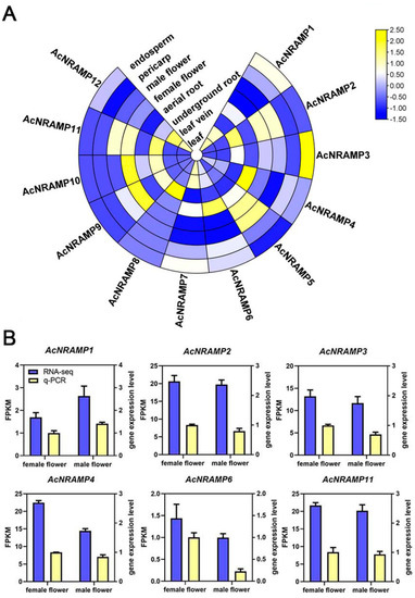 Systematic Analysis of NRAMP Family Genes in Areca catechu and Its ...
