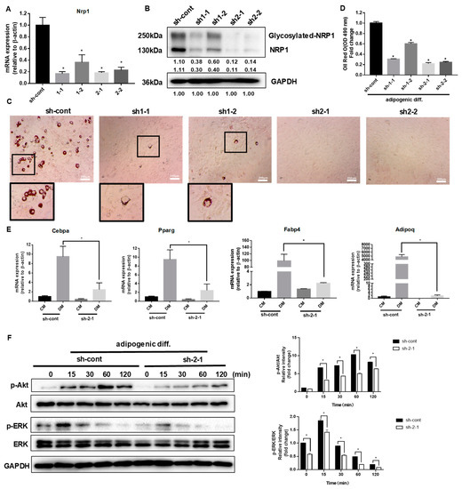 Neuropilin 1 (NRP1) Positively Regulates Adipogenic Differentiation in ...