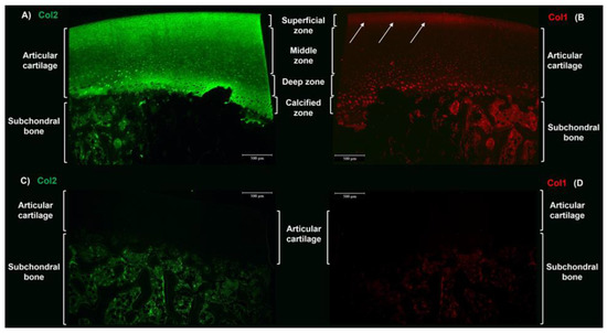 Applied Compressive Strain Governs Hyaline-like Cartilage versus ...