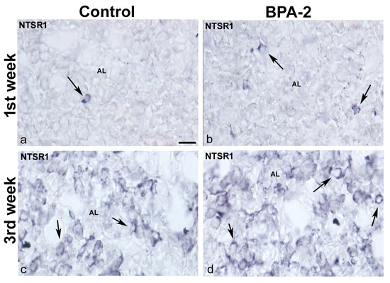 NTS, NTSR1 and ERs in the Pituitary–Gonadal Axis of Cycling and ...