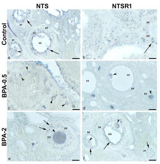 NTS, NTSR1 and ERs in the Pituitary–Gonadal Axis of Cycling and ...