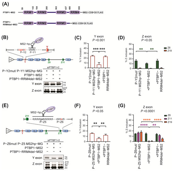 Neural Isoforms of Agrin Are Generated by Reduced PTBP1−RNA Interaction ...