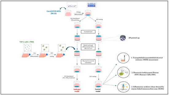 Development of an Inflammation-Triggered In Vitro “Leaky Gut” Model ...