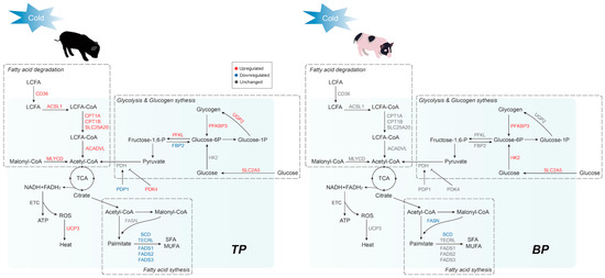 Distinct Transcriptional Responses of Skeletal Muscle to Short-Term ...