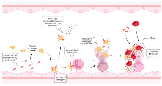 Blood Platelets in Infection: The Multiple Roles of the Platelet ...