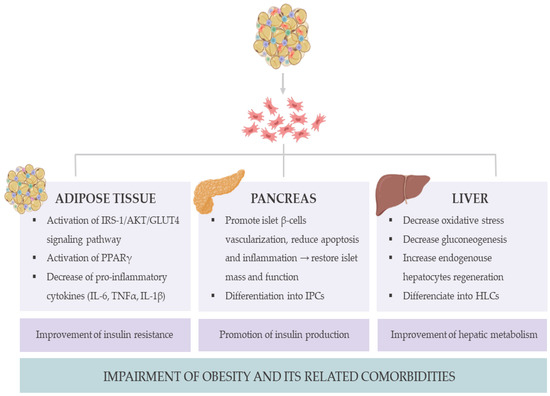 Gene Therapy Based on Mesenchymal Stem Cells Derived from Adipose ...