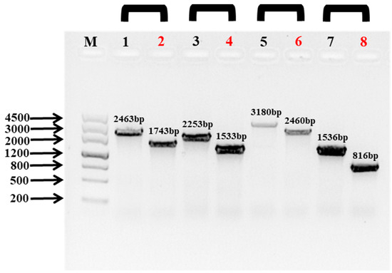 Two-Component System Response Regulator ompR Regulates Mussel ...