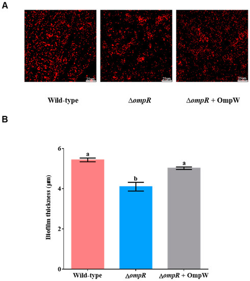 Two-Component System Response Regulator ompR Regulates Mussel ...