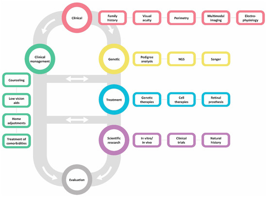 Retinitis Pigmentosa: Current Clinical Management and Emerging Therapies