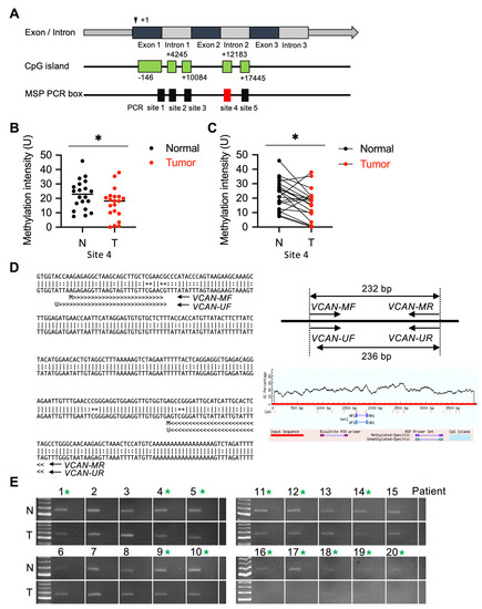 VCAN Hypomethylation and Expression as Predictive Biomarkers of Drug ...