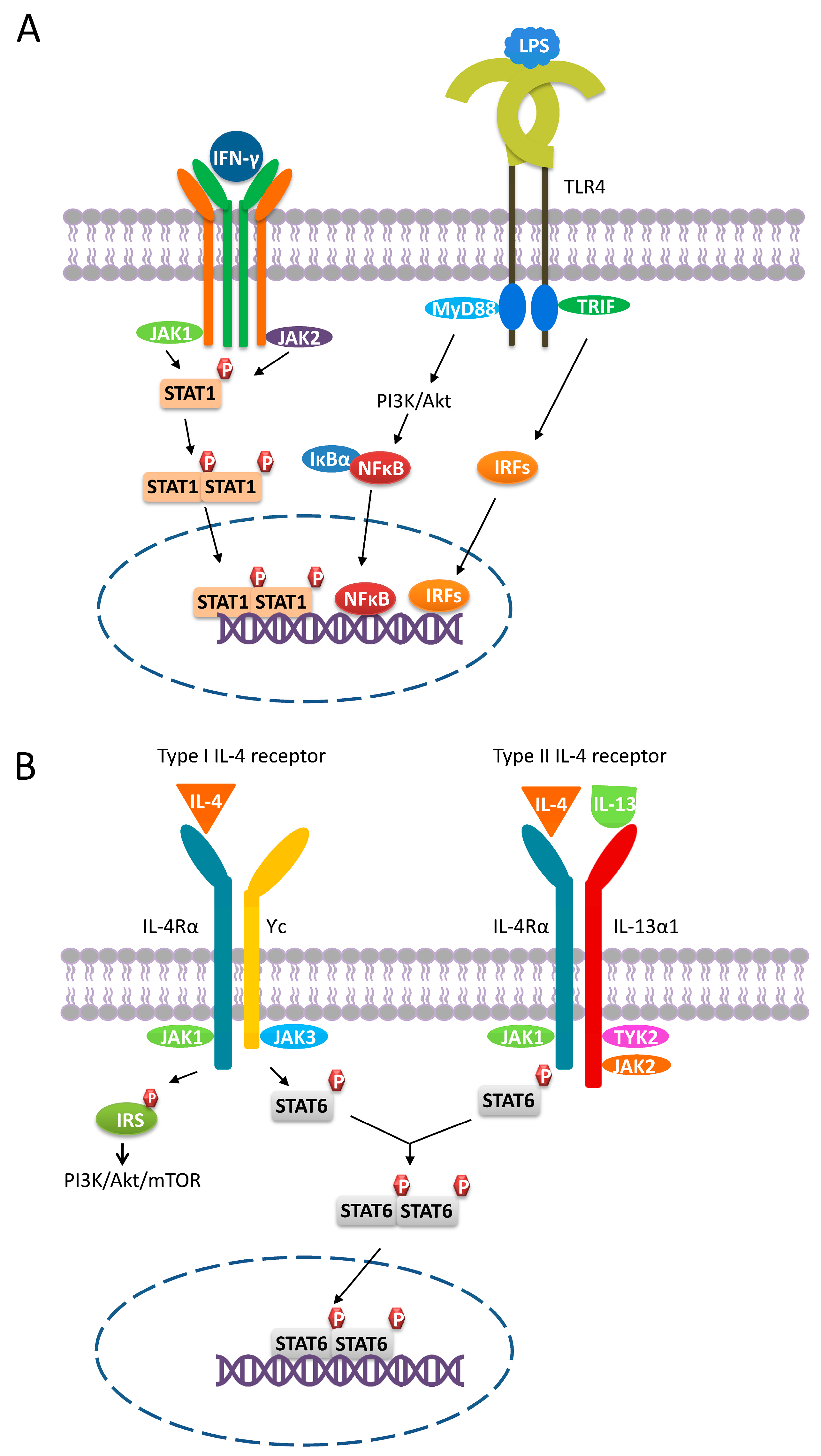 Frontiers Major Pathways Involved In Macrophage, 51% OFF Frontiers Major Pathways Involved In Macrophage, 51% OFF