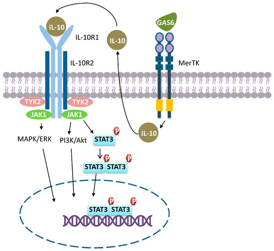 Tumor-Associated Macrophage Subsets: Shaping Polarization and Targeting