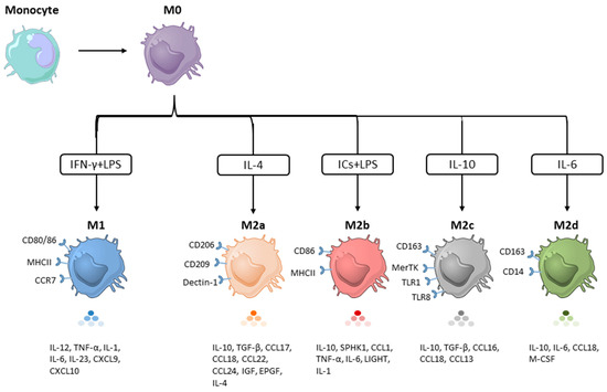 Tumor-Associated Macrophage Subsets: Shaping Polarization and Targeting