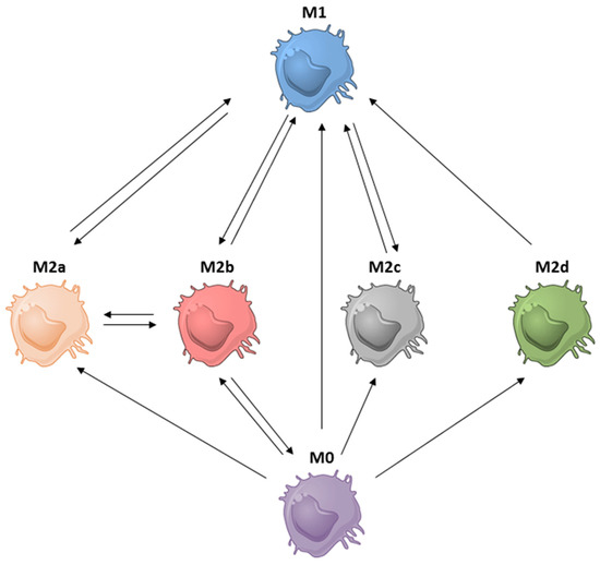 Tumor-Associated Macrophage Subsets: Shaping Polarization and Targeting