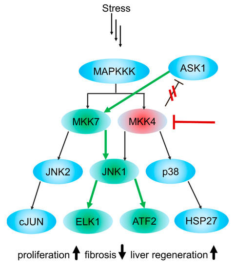 IJMS | Free Full-Text | MKK4 Inhibitors—Recent Development Status and ...