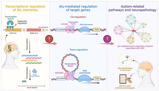 Epigenetic Gene-Regulatory Loci in Alu Elements Associated with Autism ...