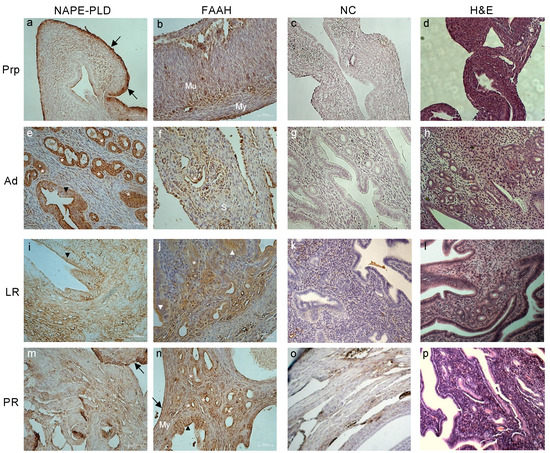 Endocannabinoid System Components of the Female Mouse Reproductive ...