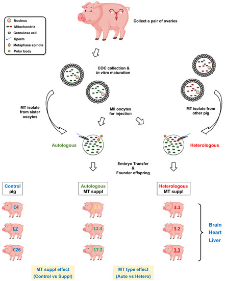 Mitochondrial DNA Supplementation of Oocytes Has Downstream Effects on ...