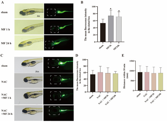 50 Hz Magnetic Field Exposure Inhibited Spontaneous Movement of ...