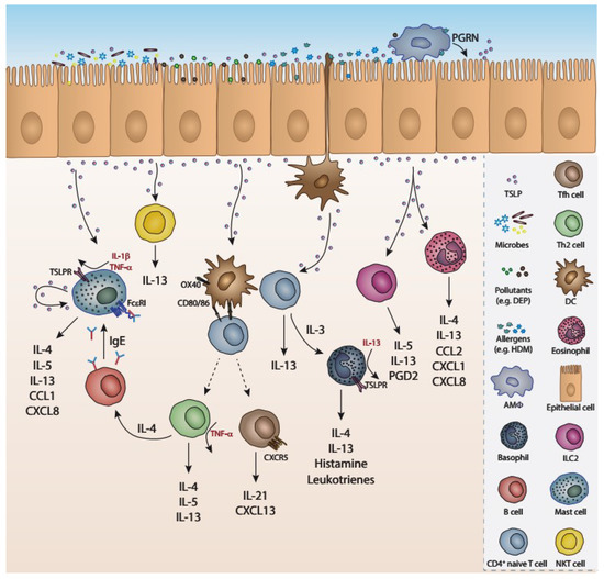 Severe Asthmatic Responses: The Impact of TSLP