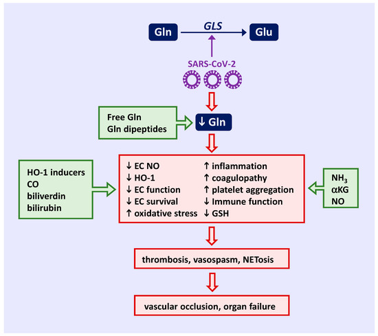 Glutamine Deficiency Promotes Immune and Endothelial Cell Dysfunction ...