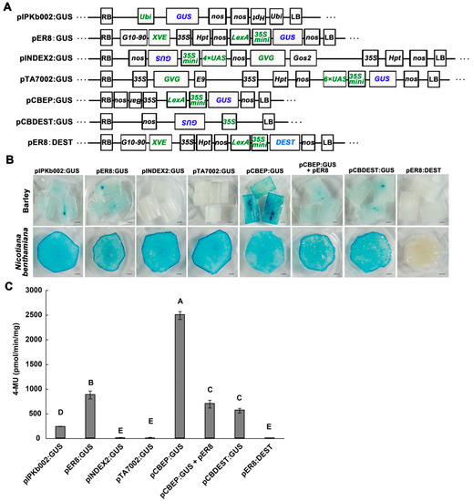 An Agrobacterium-Mediated Transient Expression Method for Functional ...