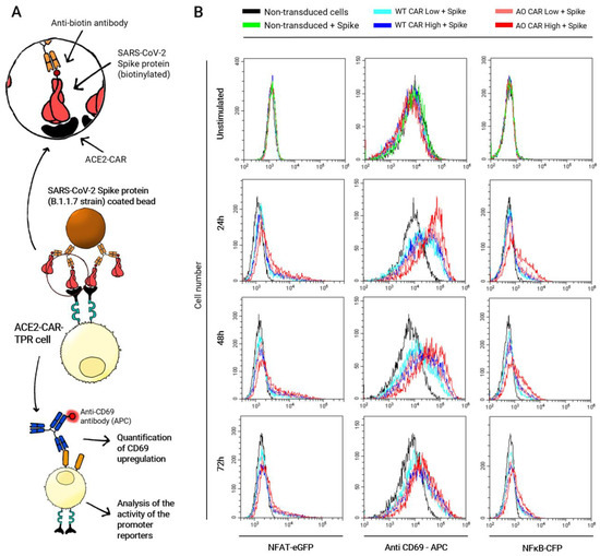 Specific Activation of T Cells by an ACE2-Based CAR-Like Receptor upon ...