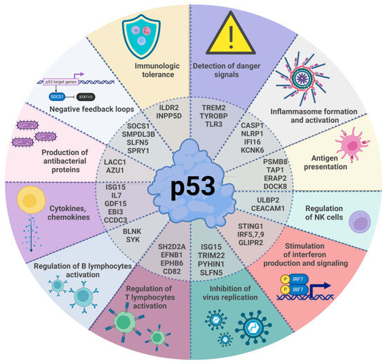 The Wheel of p53 Helps to Drive the Immune System