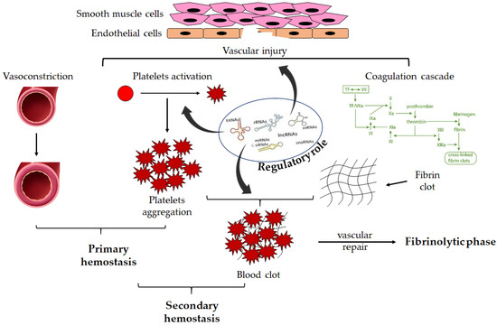 The Novel Role of Noncoding RNAs in Modulating Platelet Function ...