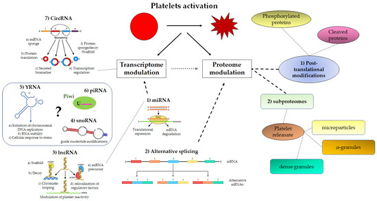 The Novel Role of Noncoding RNAs in Modulating Platelet Function ...