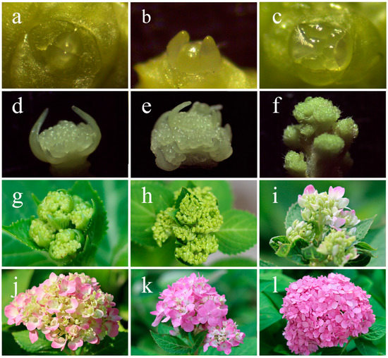 Study on the Flower Induction Mechanism of Hydrangea macrophylla