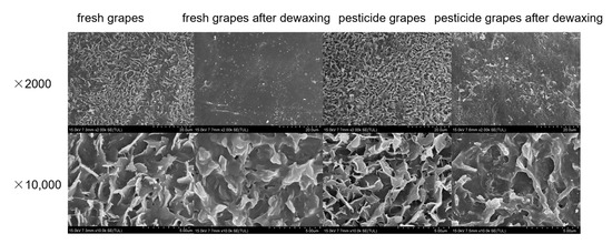 Interaction between Six Waxy Components in Summer Black Grapes (Vitis ...