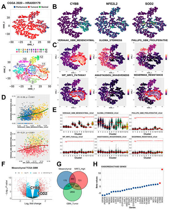 NADPH Oxidase Subunit CYBB Confers Chemotherapy and Ferroptosis ...
