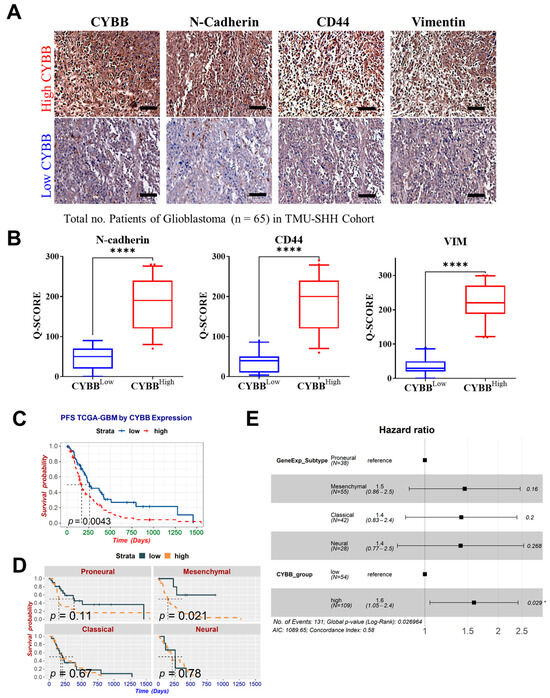 NADPH Oxidase Subunit CYBB Confers Chemotherapy and Ferroptosis ...