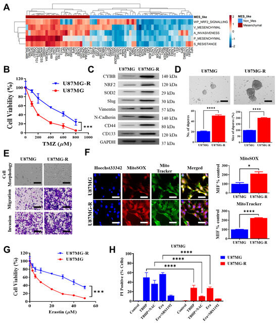 NADPH Oxidase Subunit CYBB Confers Chemotherapy and Ferroptosis ...