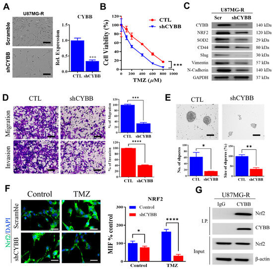 NADPH Oxidase Subunit CYBB Confers Chemotherapy and Ferroptosis ...