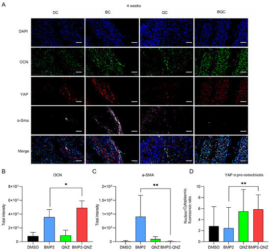 Synergistic Effect of QNZ, an Inhibitor of NF-κB Signaling, and Bone ...