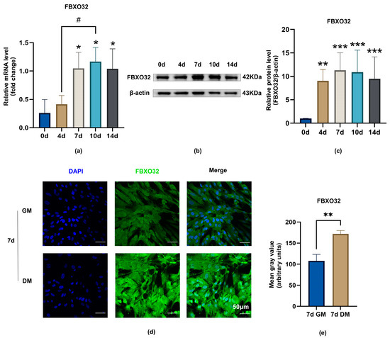 Promotive Effect of FBXO32 on the Odontoblastic Differentiation of ...