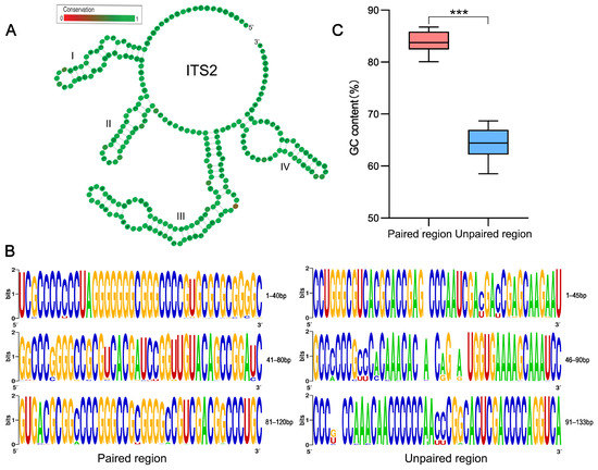 Structure-Based GC Investigation Sheds New Light on ITS2 Evolution in ...