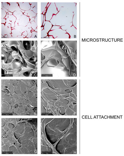 Hemostatic Collagen Sponge with High Porosity Promotes the ...